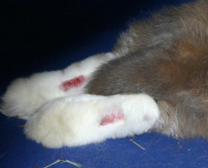 Intervisie Pododermatitis :: Konijnen Adviesbureau